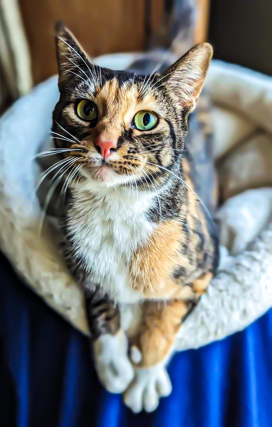 Feline Friends – Spay Neuter Assistance Program of Michigan