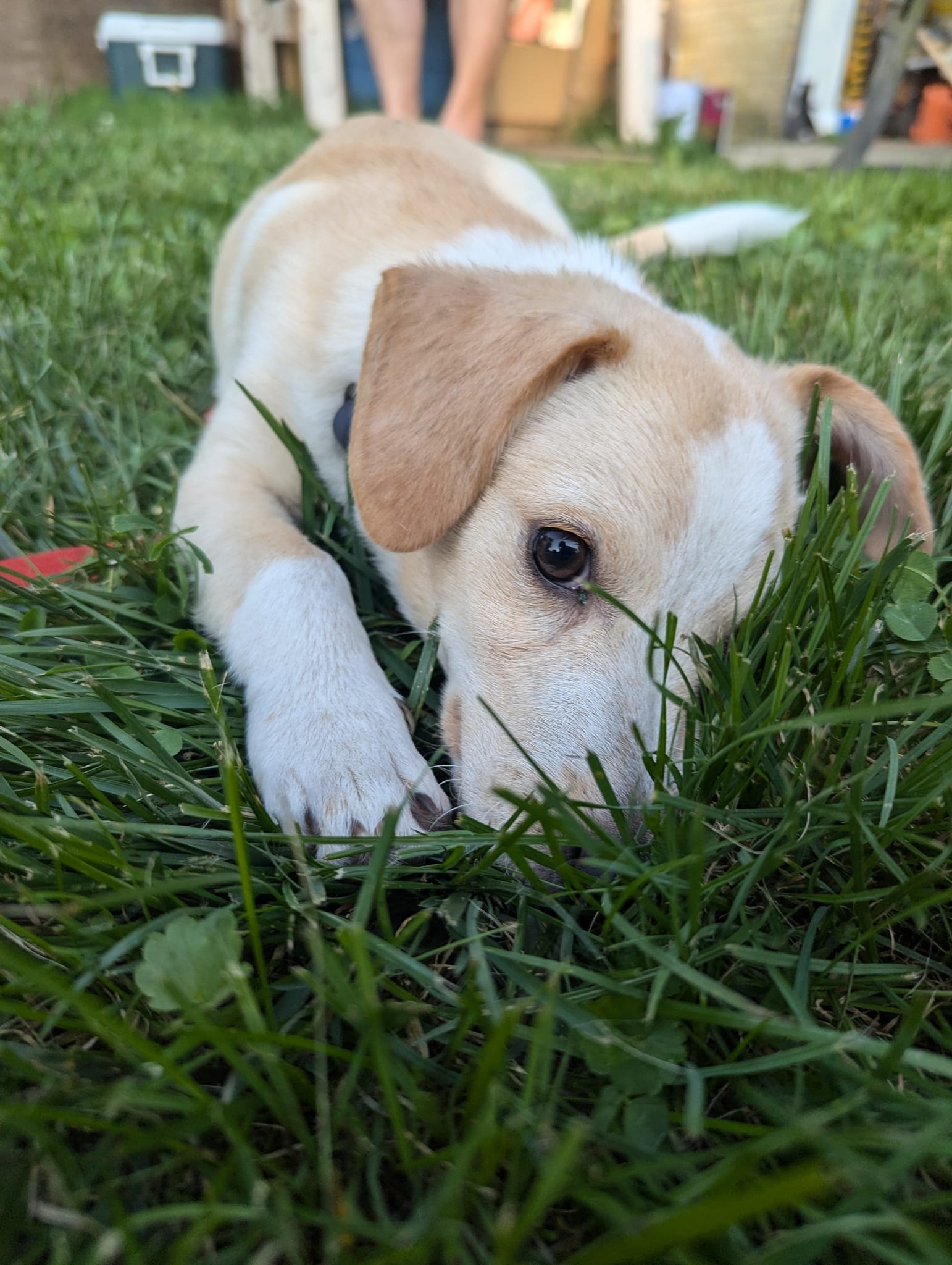 Canine Buddies – Spay Neuter Assistance Program of Michigan